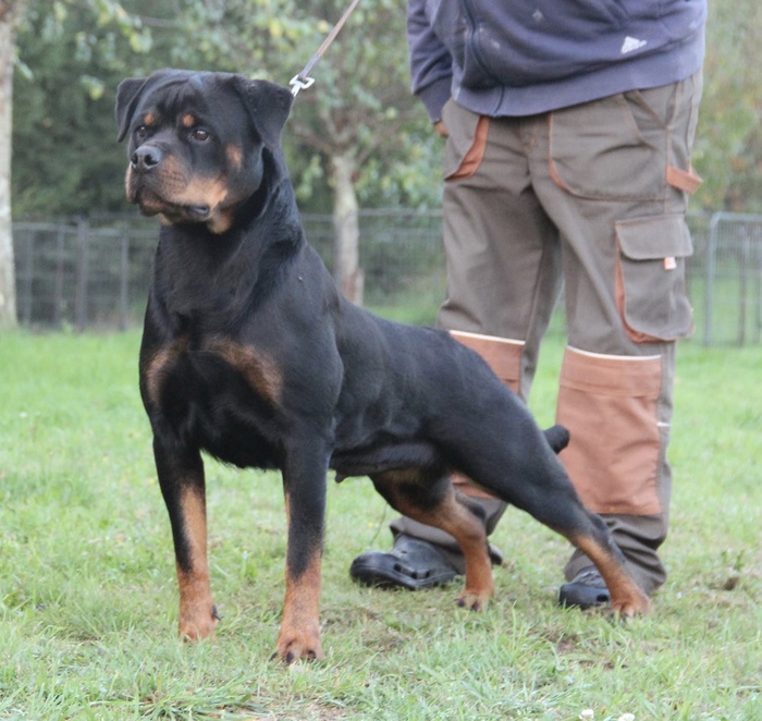 Rottweilers Von Römischen Legion