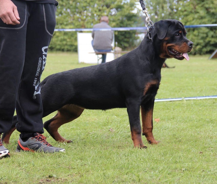 Rottweilers Von Römischen Legion