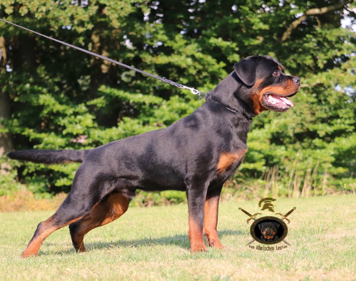 Rottweilers Von Römischen Legion